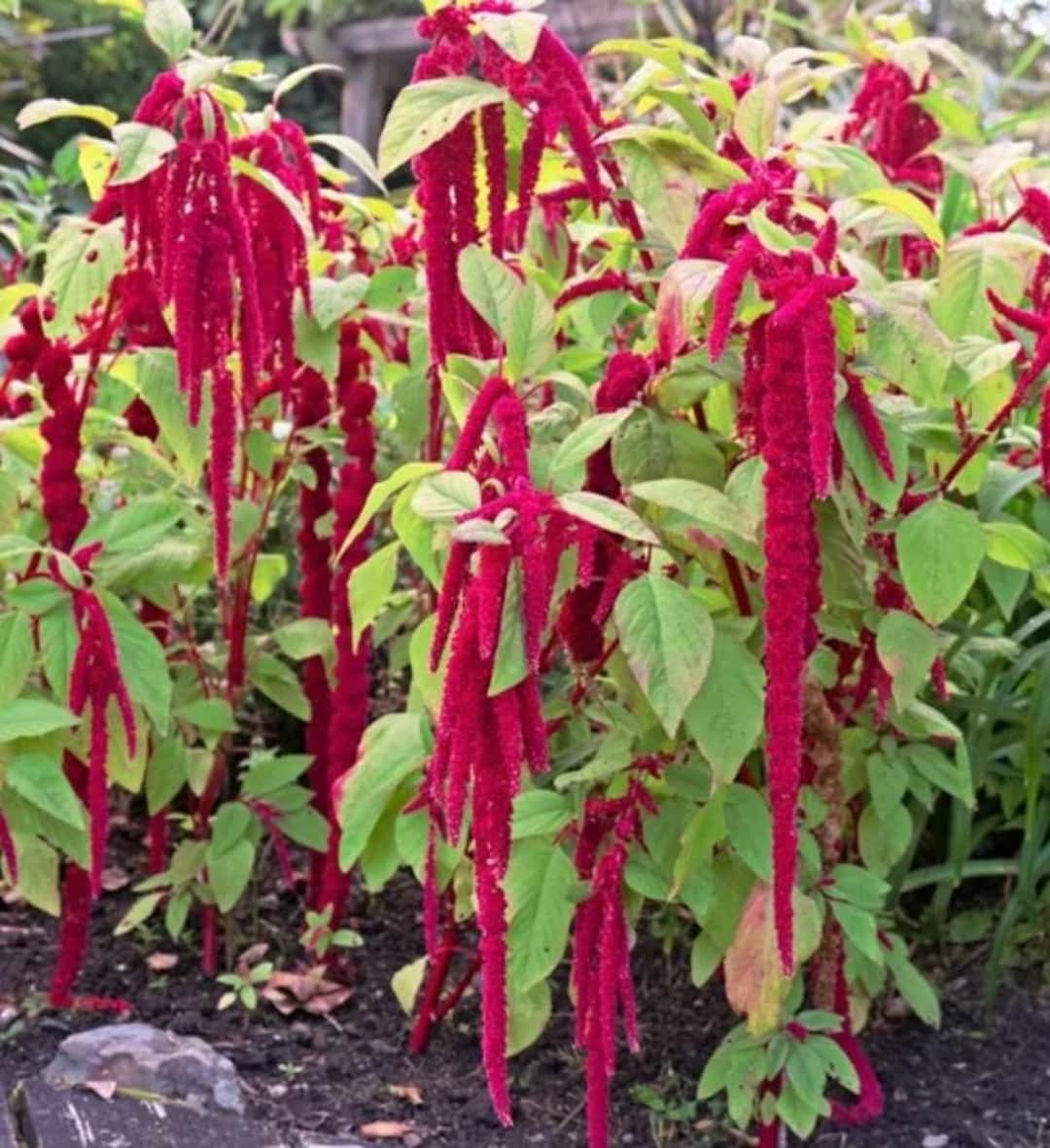 Amaranth Bleeding Green Leaf 100 Seeds - Etsy