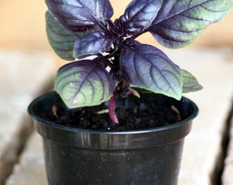 Red Rubin Basil Seeds, Herb, Heirloom, NON GMO, Country Creek Acres - Etsy