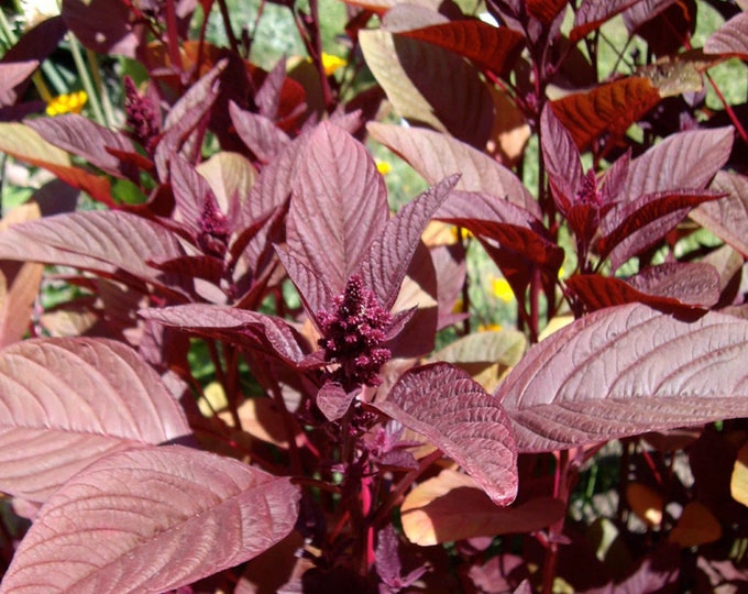 Red Stripe Leaf Amaranth Seeds 紅莧菜 Rau Den Red Callaloo / Chinese ...