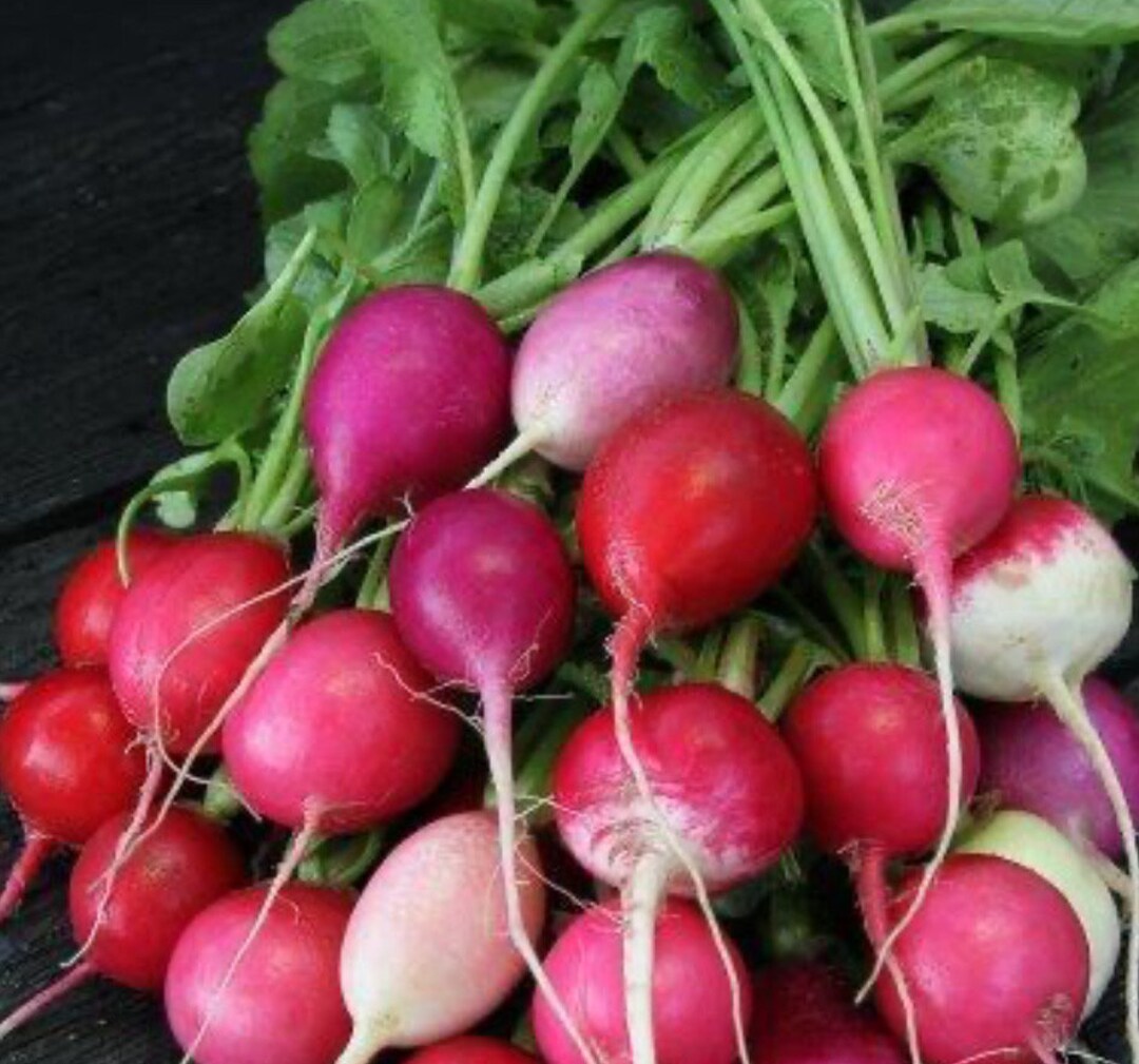 Radish Mix 50 Seeds - Etsy