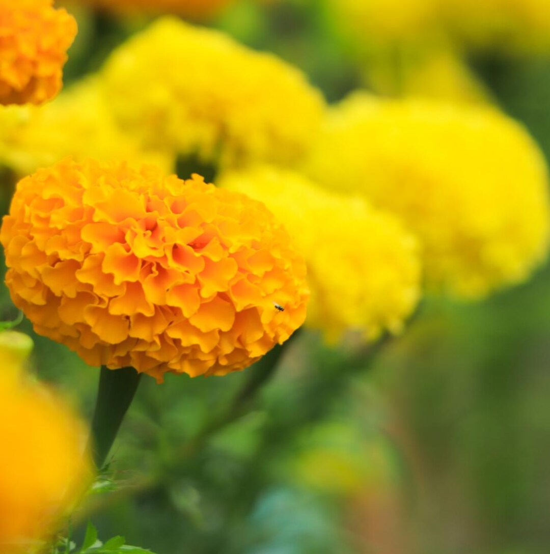 Cracker Jack Marigold Mix 50 Seeds - Etsy