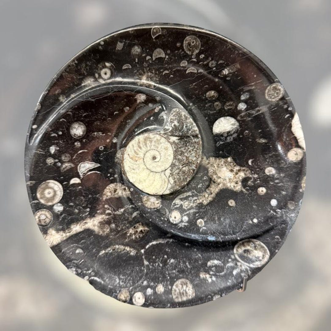Ammonite Orthoceras Fossil Plate 8” | Ammonite Dish | Orthoceras Dish ...