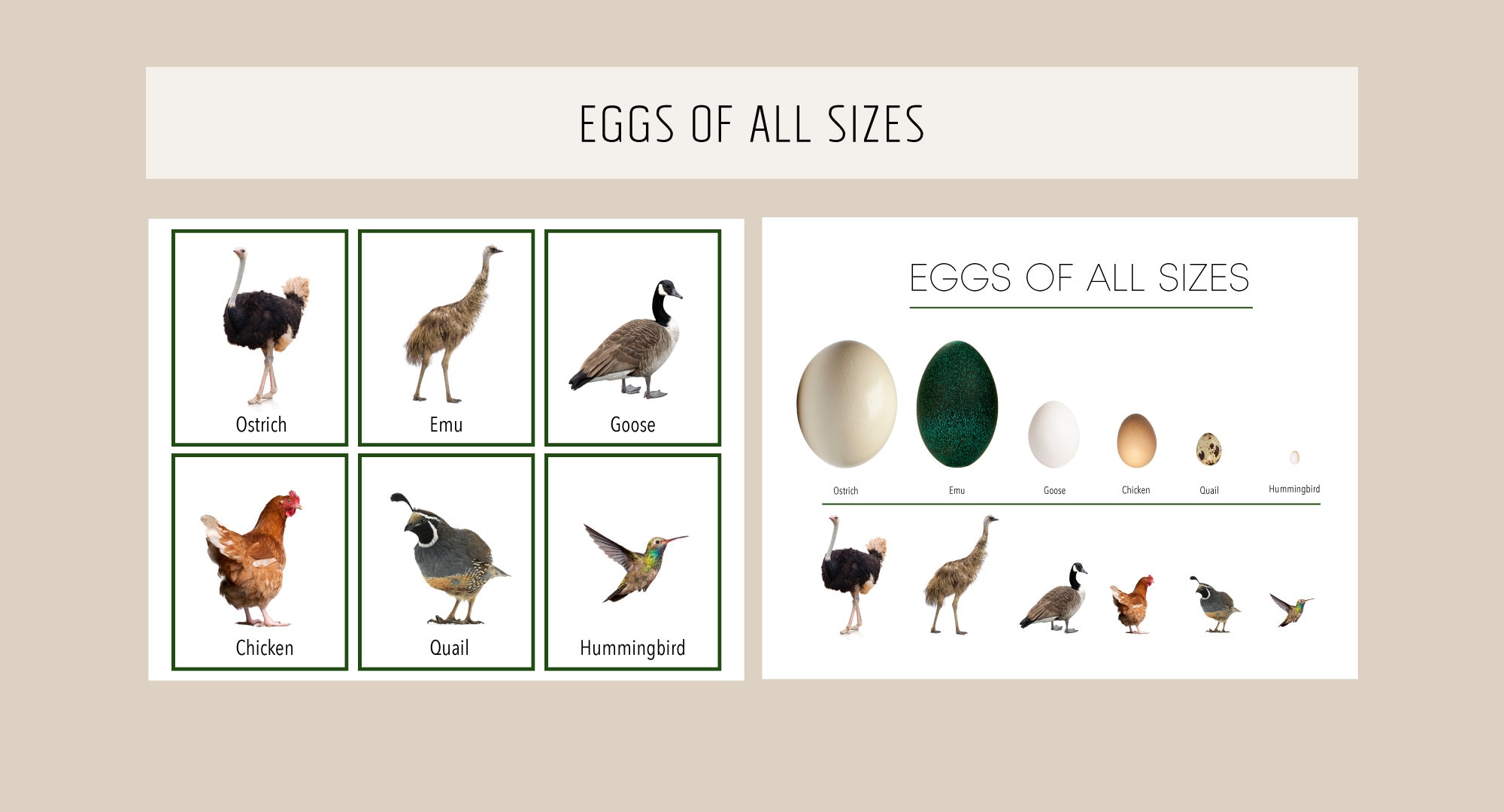 Eggs of All Sizes - Etsy