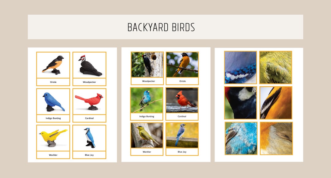 Backyard Birds Mini Unit - Etsy