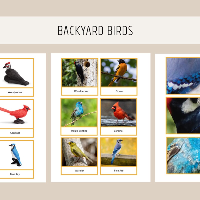 Bird Study - Etsy