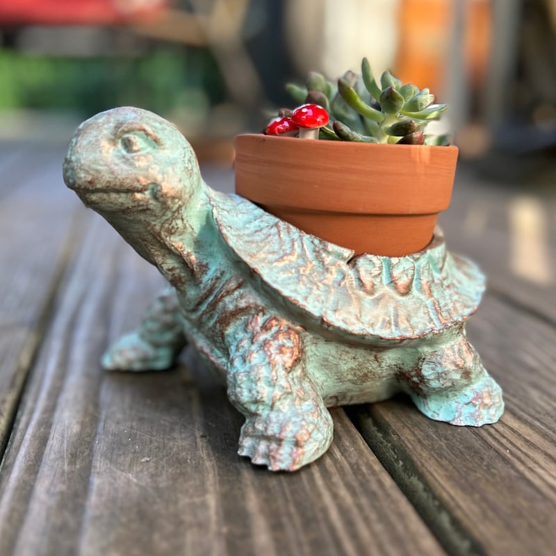 Turtle Cactus - Etsy