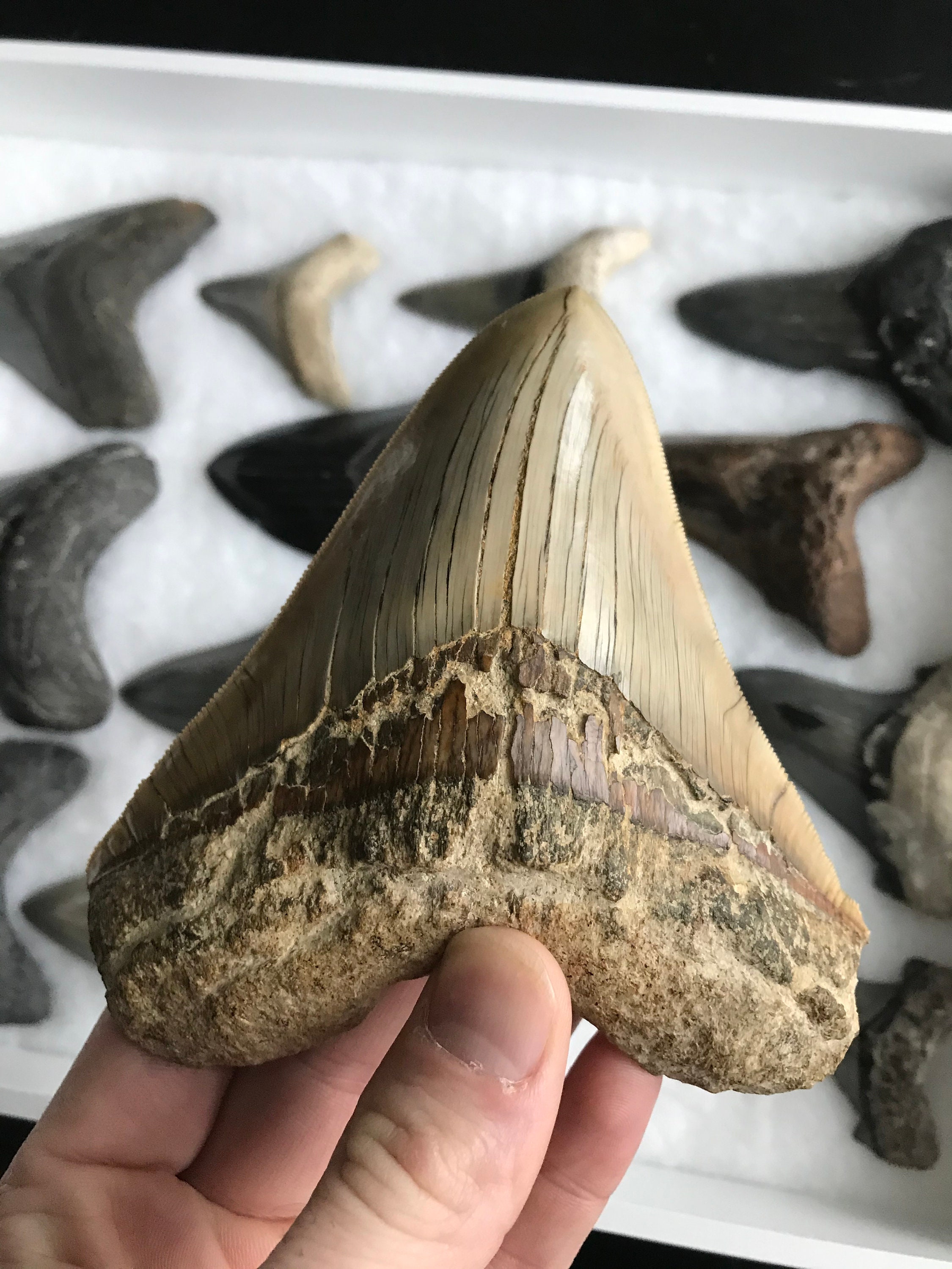 Kids' Crafts Rocks & Geodes 3.71” Megalodon Shark Tooth etna.com.pe