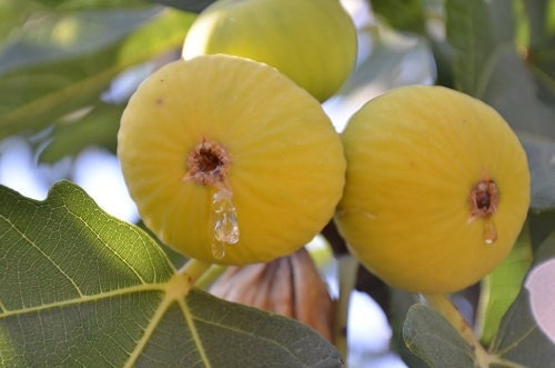 Turco Sultan Selim Corte De Árboles De Higuera Sultan Selim - Etsy España