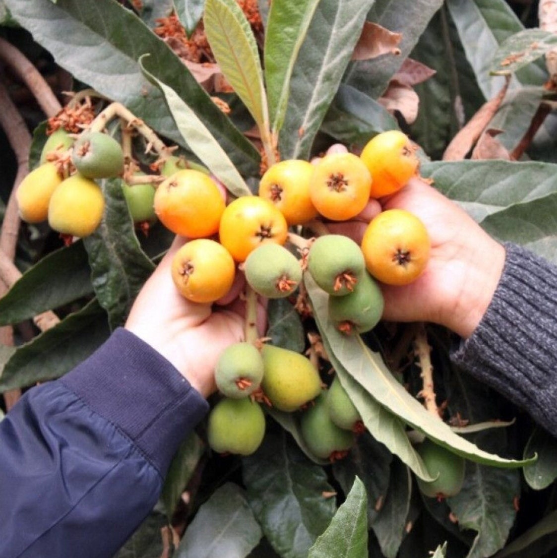 Can Dogs Eat Loquat Fruit