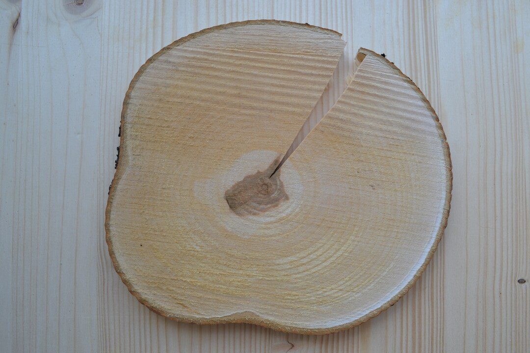 Pine Trees Slices, DIY Project,home Design,wedding Decor, Christmas ...