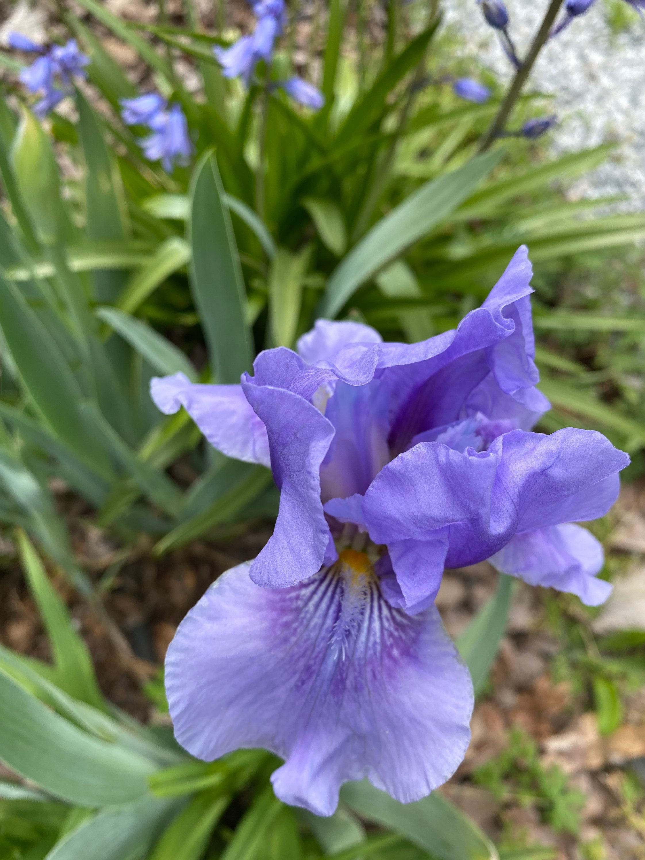 Forte Crisa Cobalt Blue Round Textured Cereal Bowls 5 Inch X - Etsy