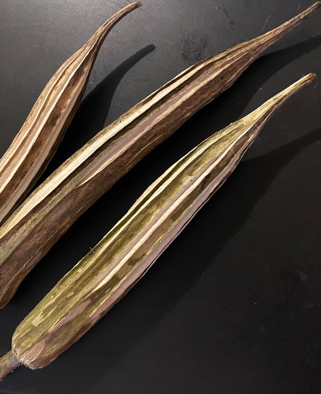 Hand Dried Okra Pods Crafting Floral Set of 3 W Dried Floral ...