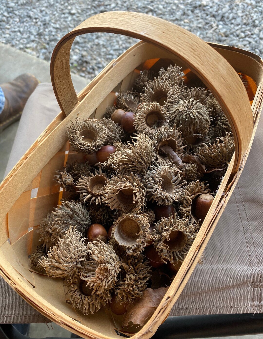 Sawtooth Oak Acorn Hats Lids Tops 30count Freshly Dropped Organic 2022 ...