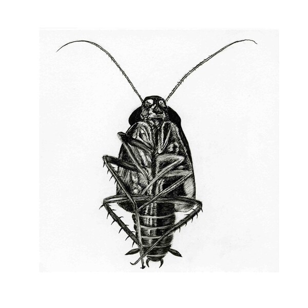 Cockroach - Etsy