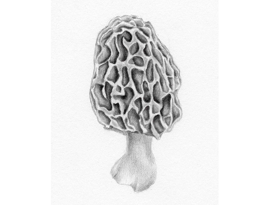 Morel Mushroom Print, Mushroom Drawing, Mushroom Sticker, Morel ...