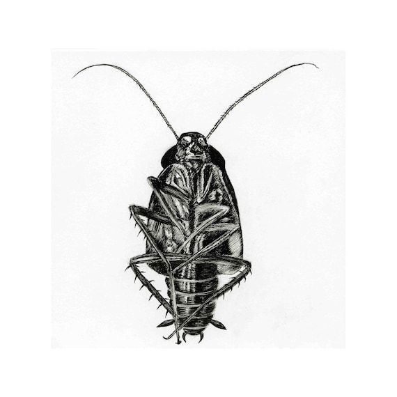 Cockroach Pen Drawing Sticker - Etsy