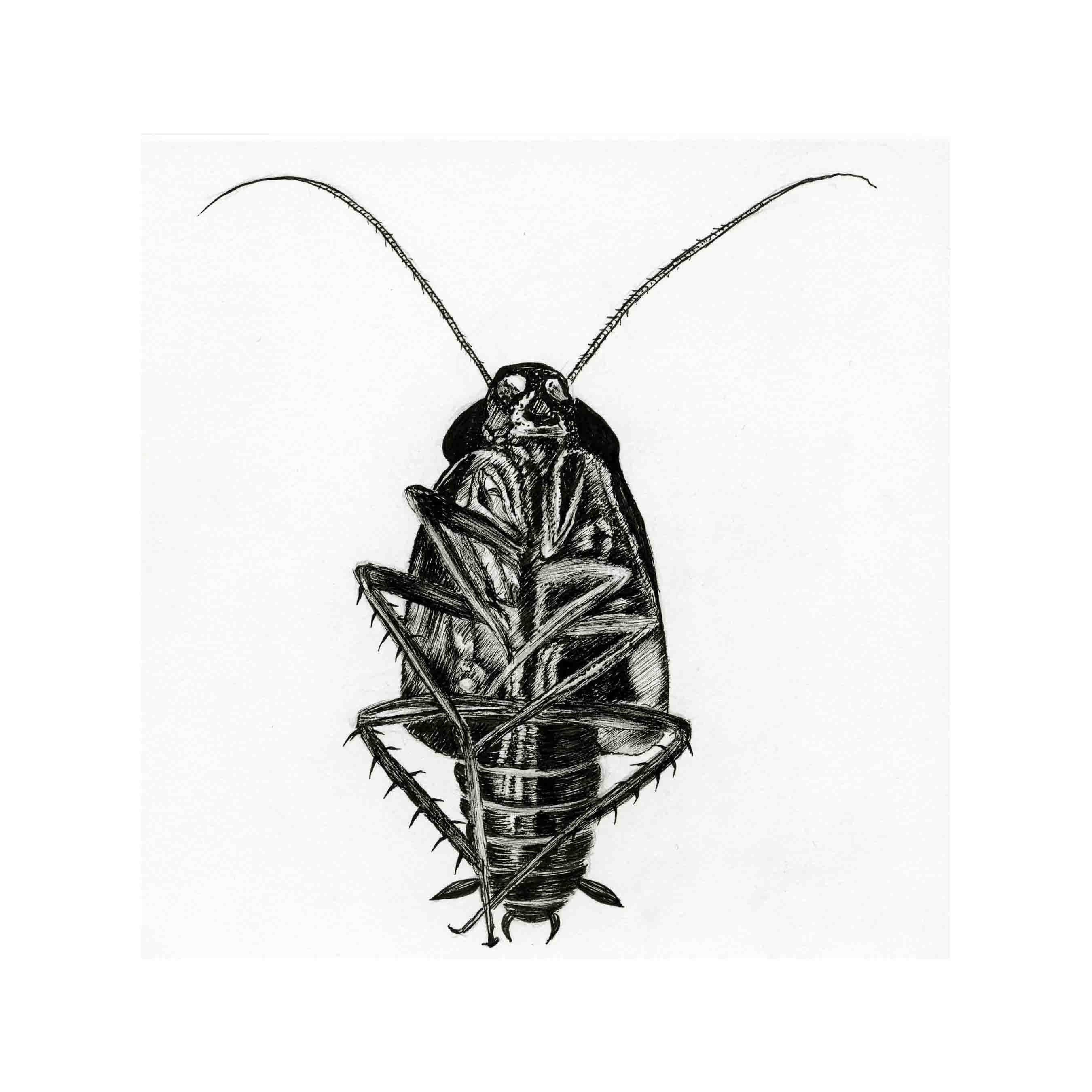 Cockroach Drawing