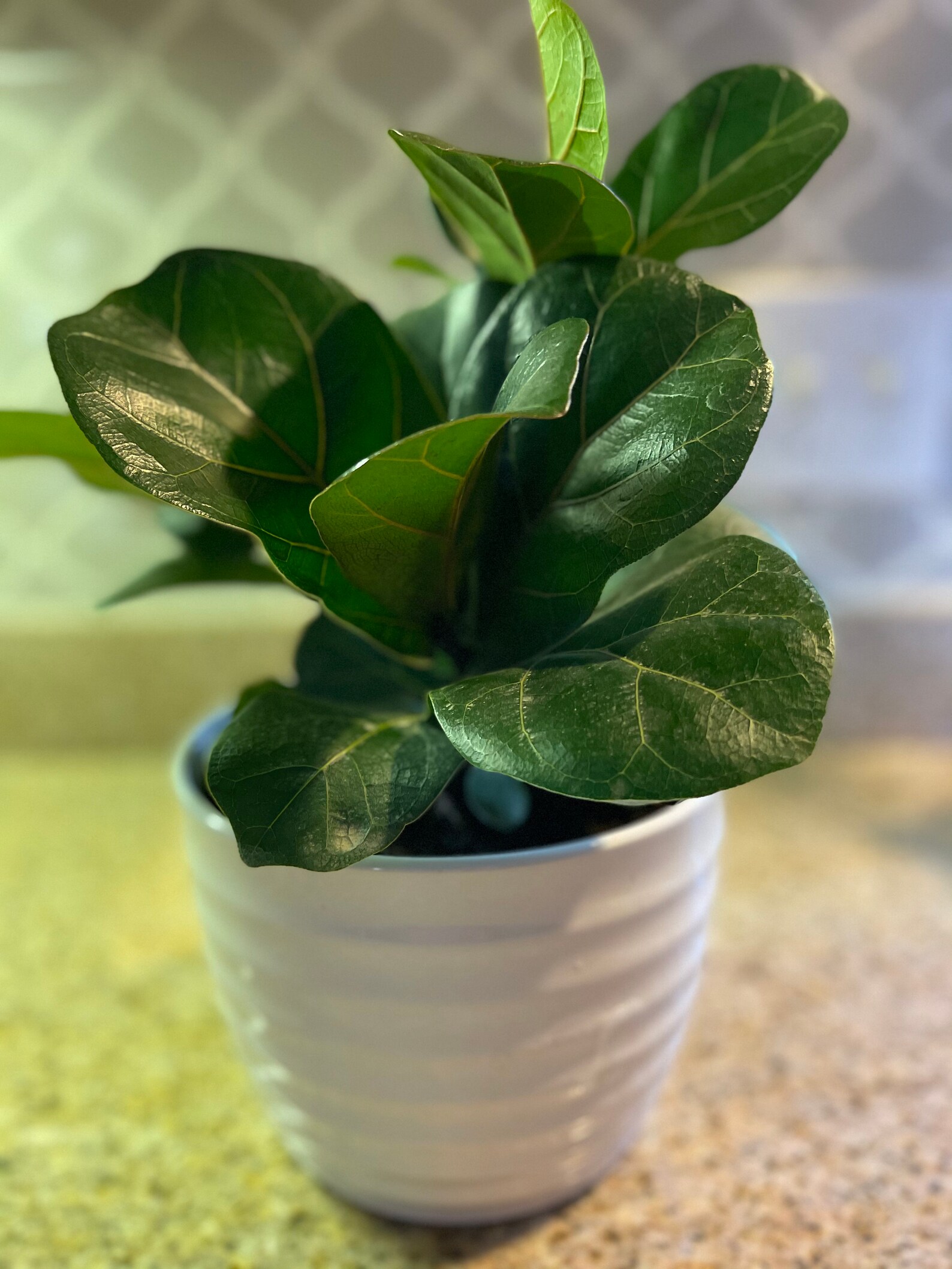 LIVE Ficus Lyrata LITTLE SUNSHINE 6 Growers Pot. White - Etsy