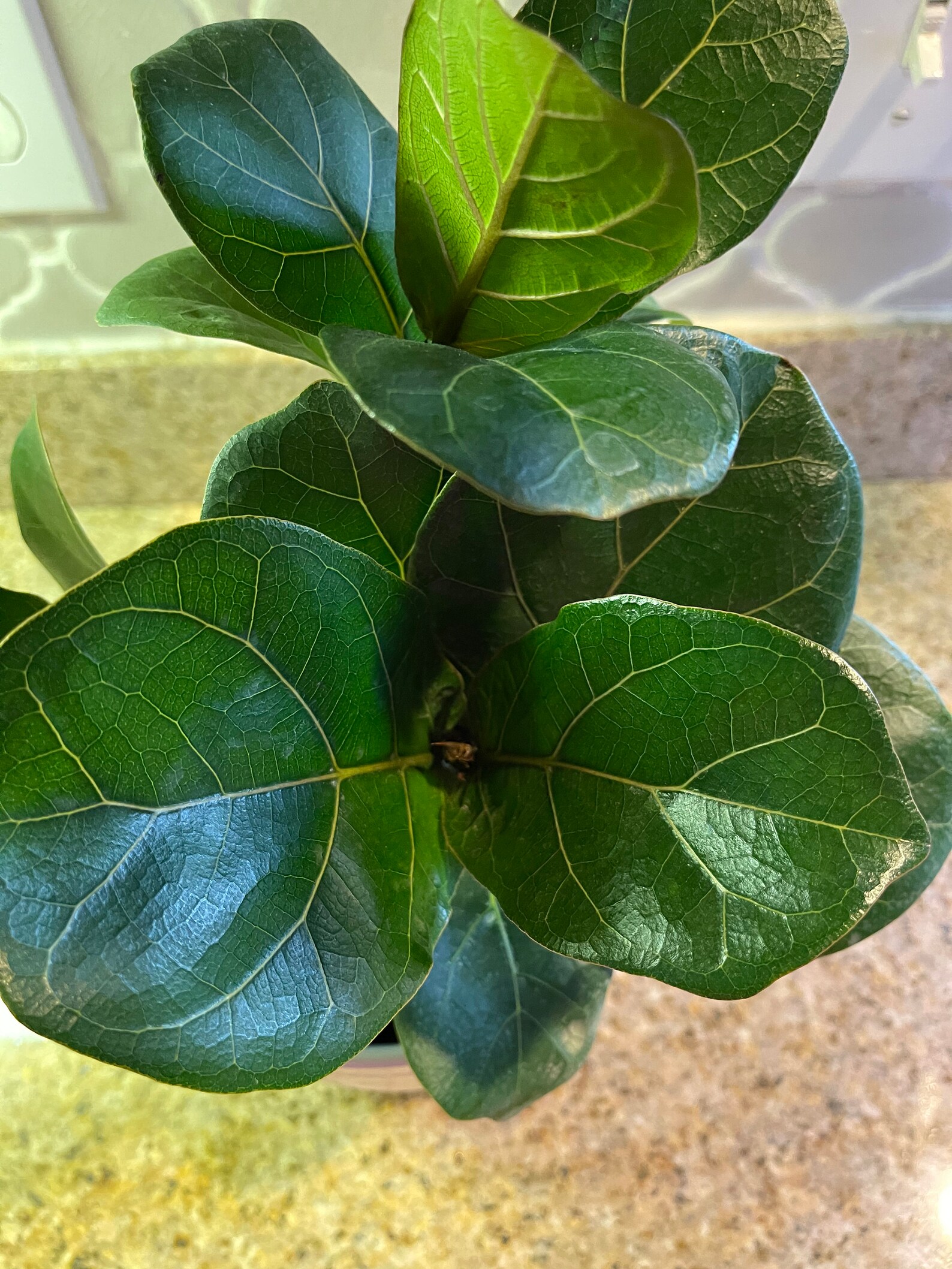 LIVE Ficus Lyrata LITTLE SUNSHINE 6 Growers Pot. White - Etsy