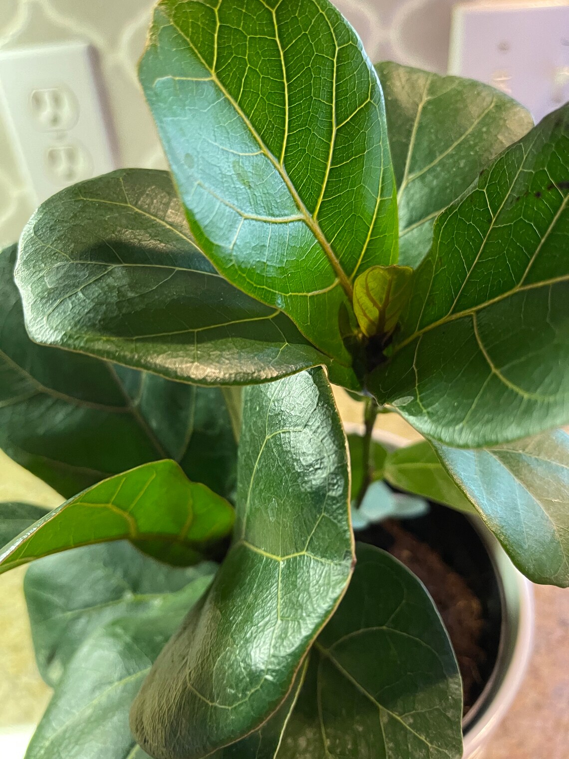 LIVE Ficus Lyrata LITTLE SUNSHINE 6 Growers Pot. White - Etsy