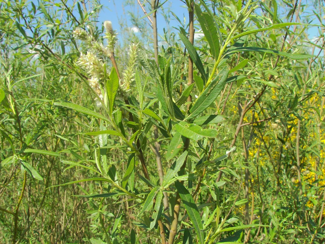 Cuttings Basket Willow, Wicker Willow, Green Wicker, Vime, Salix ...