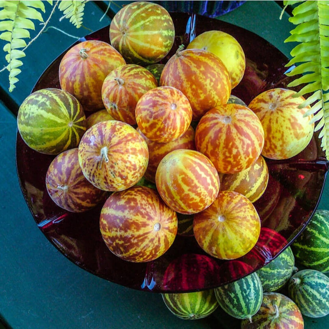 10 Seeds of Cucumis Melo Queen Anne's, Pocket Melon - Etsy Canada