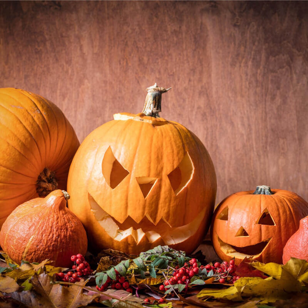 20 Graines de Courge Halloween Jack O'Lantern, Cucurbita pepo - Etsy France