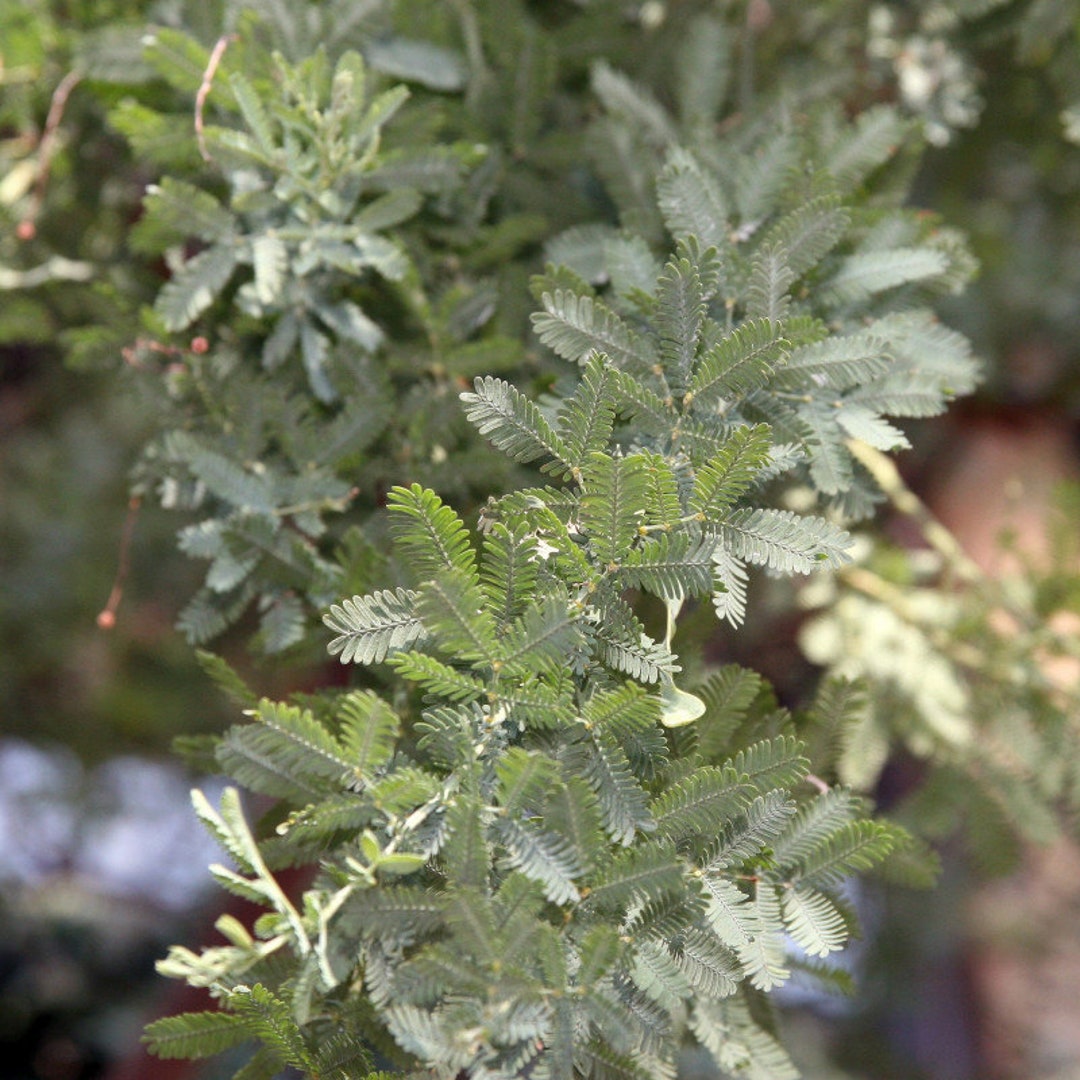 Semillas de acacia baileyana purpurea, mimosa de bailey púrpura - Etsy ...