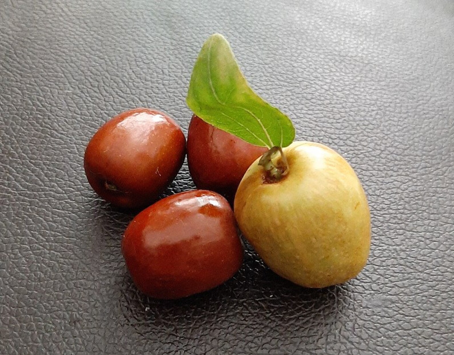 5 Common Jujube Seeds, Ziziphus Jujuba - Etsy UK