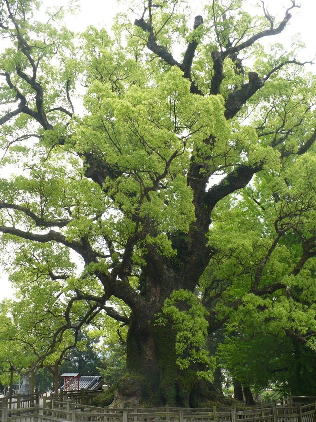 Buy 2 Camphor Tree Seeds, Cinnamomum Camphora, Camphor Tree, Shiu Wood ...