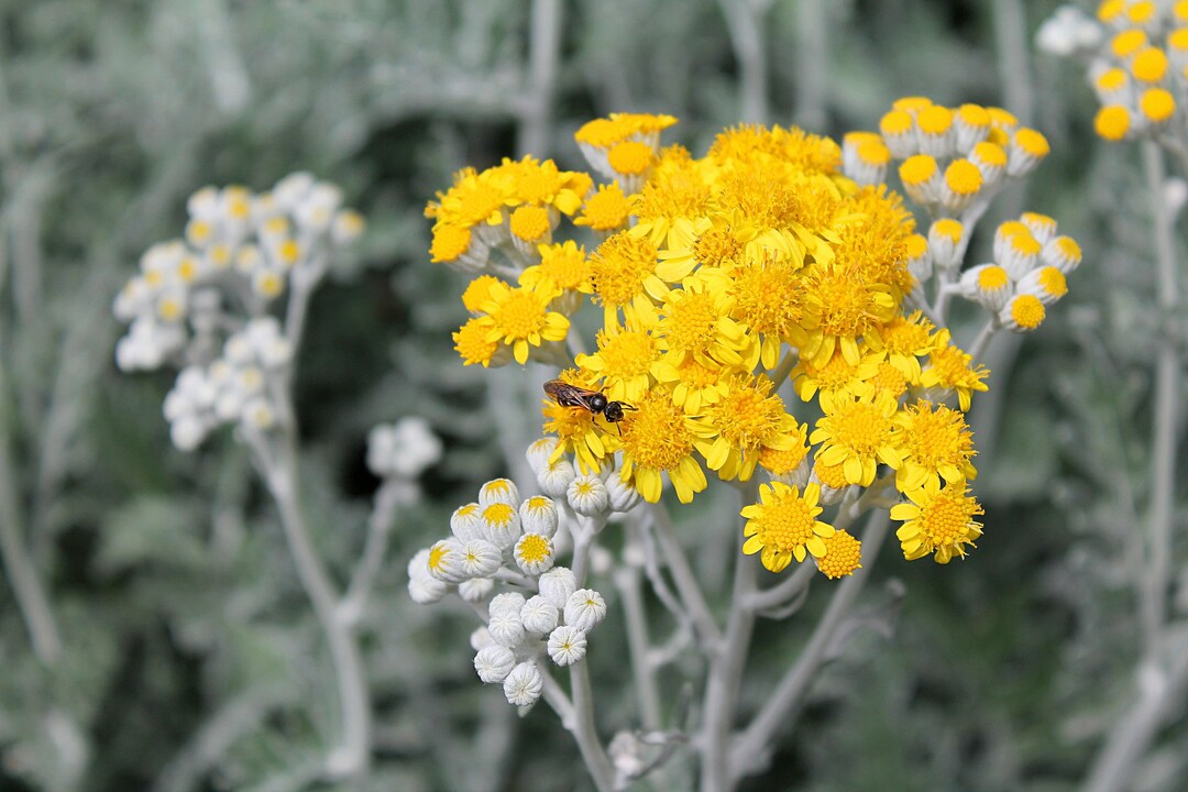 30 Graines d'Absinthe Artemisia absinthium Armoise Plante Vivace aux ...