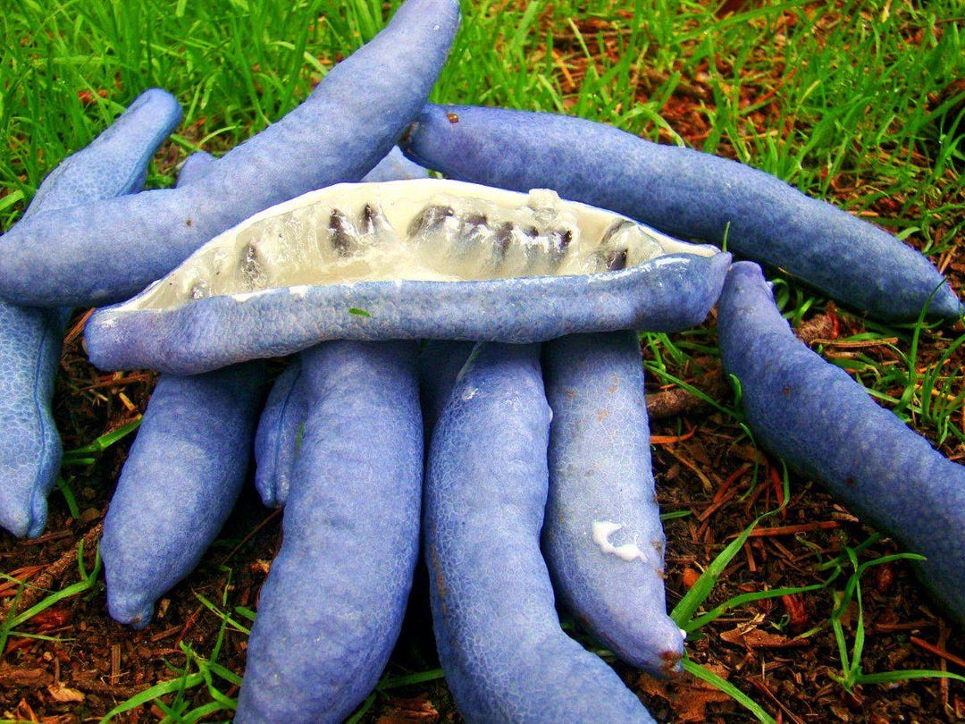 7 Decaisnea fargesii, Blue Bean Tree Seeds - Etsy México