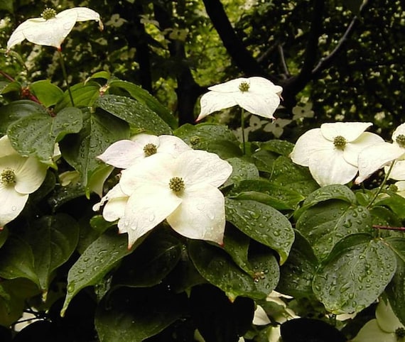 Cornus Kousa Seeds Japanese Dogwood - Etsy Australia