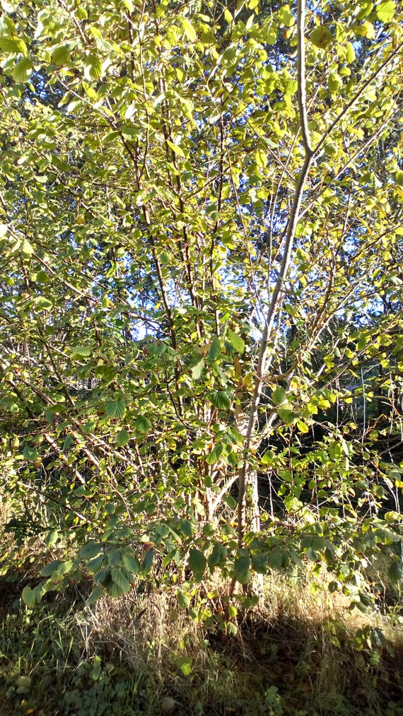 Wild Hazelnut Tree