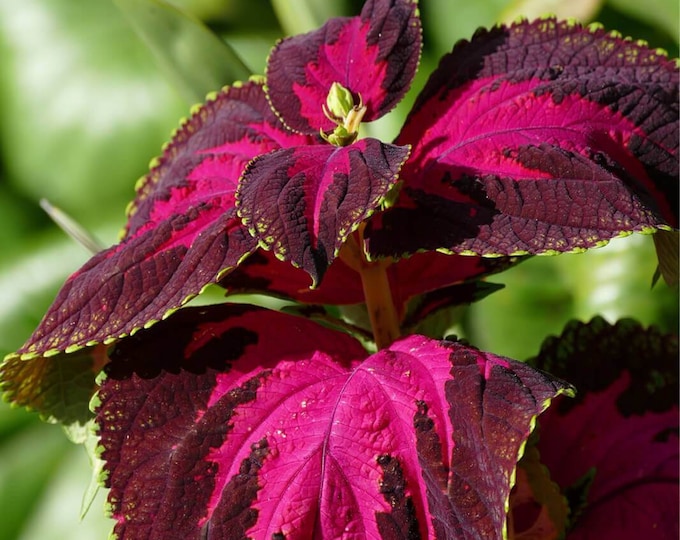 40 Seeds Breathtaking Coleus Plant Semillas Samen Grained - Etsy Canada