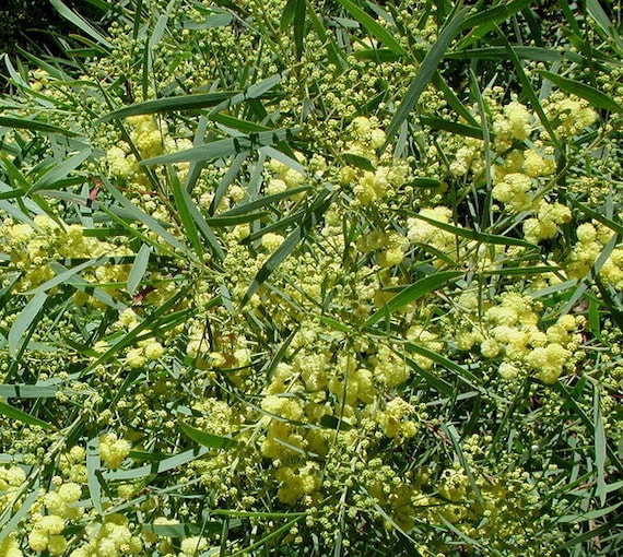 Acacia Retinodes