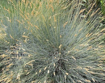 FESTUCA GLAUCA - Fétuque bleue (100 graines) Vivace - Etsy France