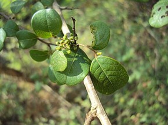 Myrrh Leaf