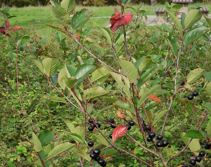 Black Chokeberry (aronia Melanocarpa) 35 Seeds - Etsy Canada
