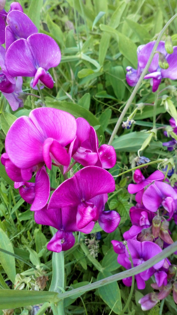 Lathyrus Odoratus