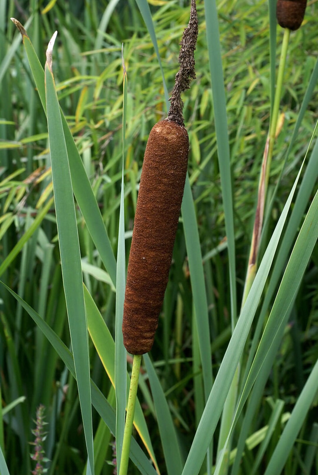 50 semillas de totora de hoja ancha, Typha latifolia, totora Reed ...
