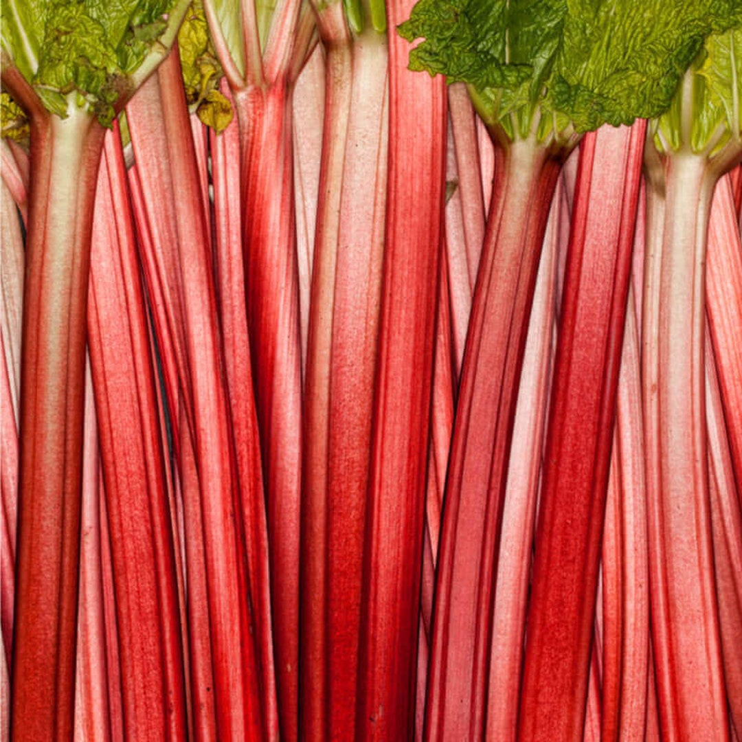20 Red Lider Rhubarb Seeds, Rheum Rhaponticum - Etsy Canada