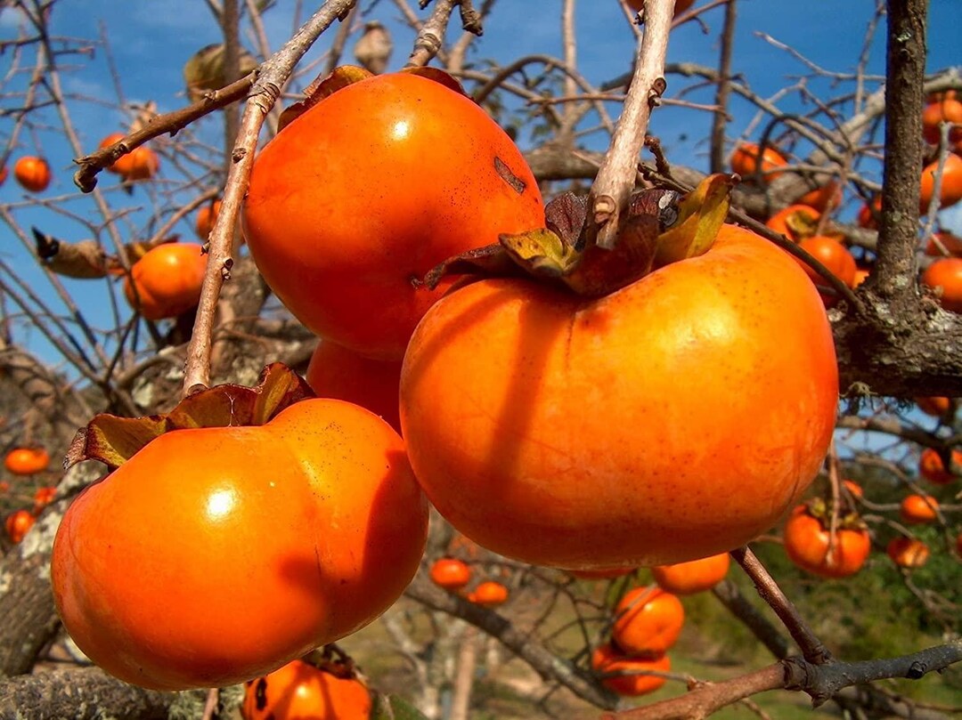 Diospyros Seeds 35+ Japanese Persimmon Seeds - Kaki Diospyros Tree ...