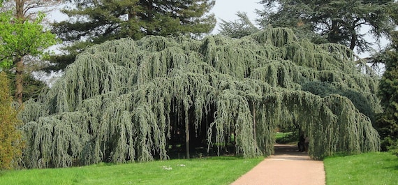Cedro Azul Del Atlas
