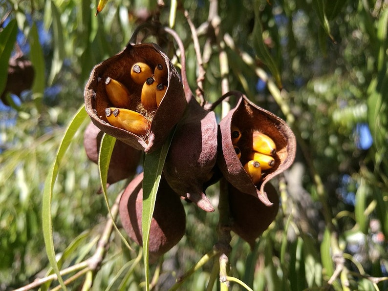 7 Australian Bottle Tree Seeds, Brachychiton Rupestris - Etsy