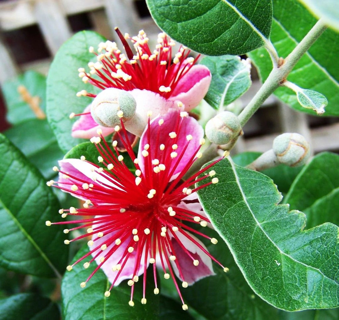 5 Semillas de Feijoa, Acca Sellowiana, Guayaba Brasileña, Orthostemon ...