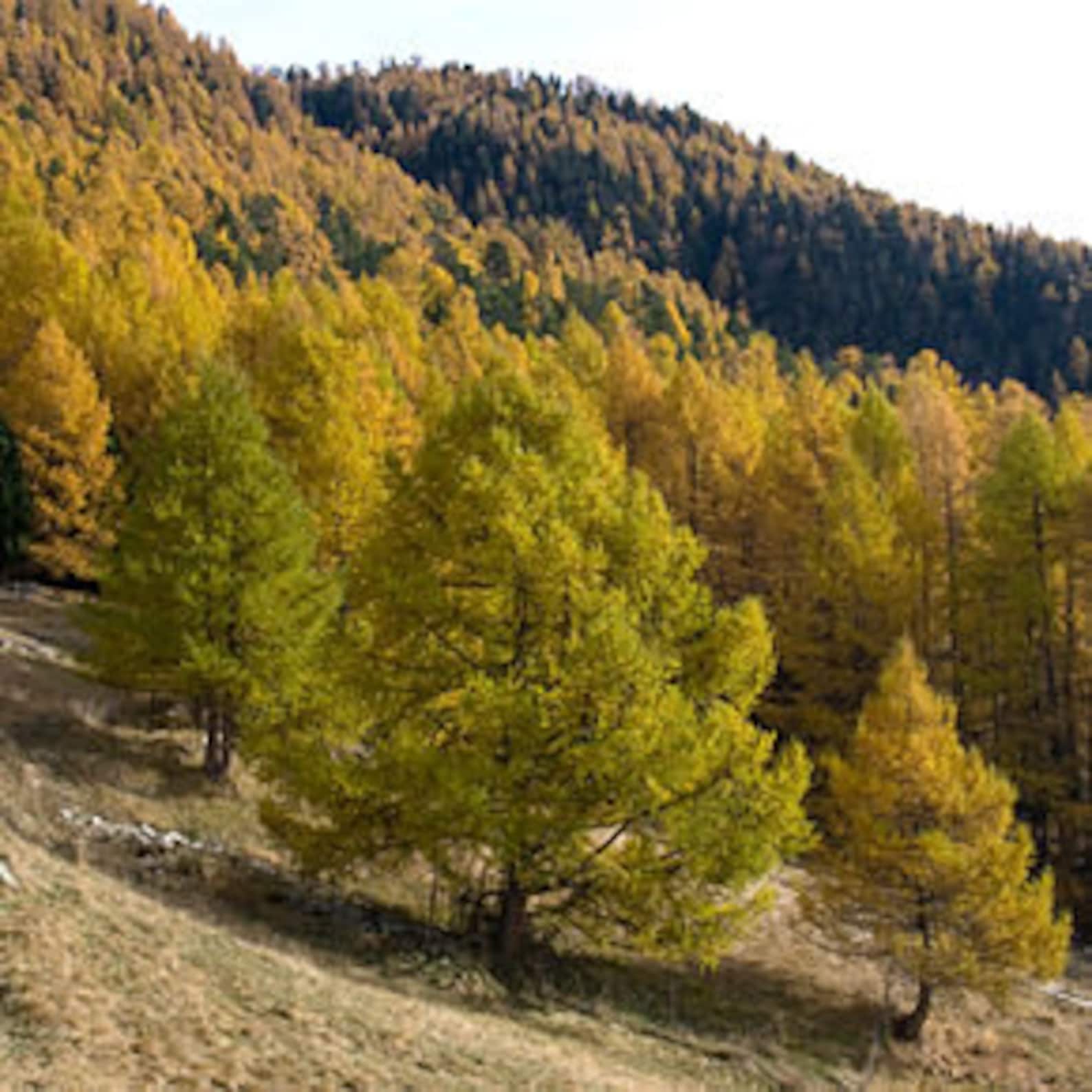 10 semi di Larix decidua, larice europeo, larice comune, pino di ...