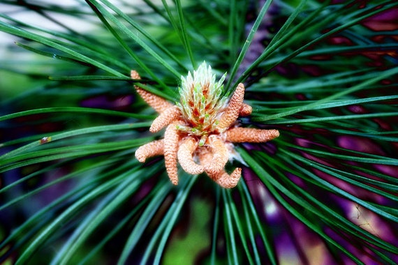 10 Graines de Pin parasol Pin Pignon Pinus pinea - Etsy France