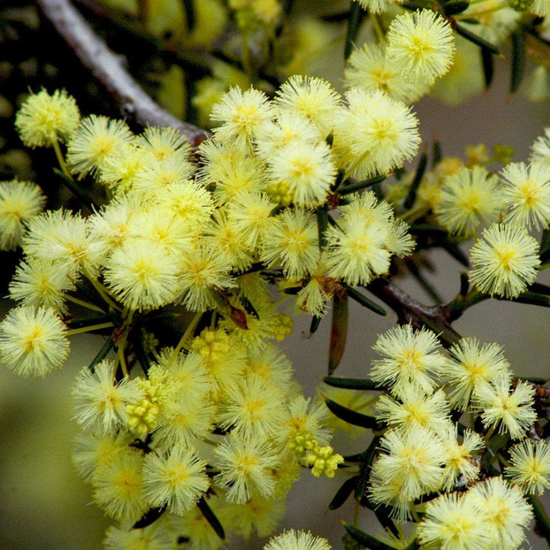 Semillas de acacia genistifolia, acacia diffusa - Etsy México