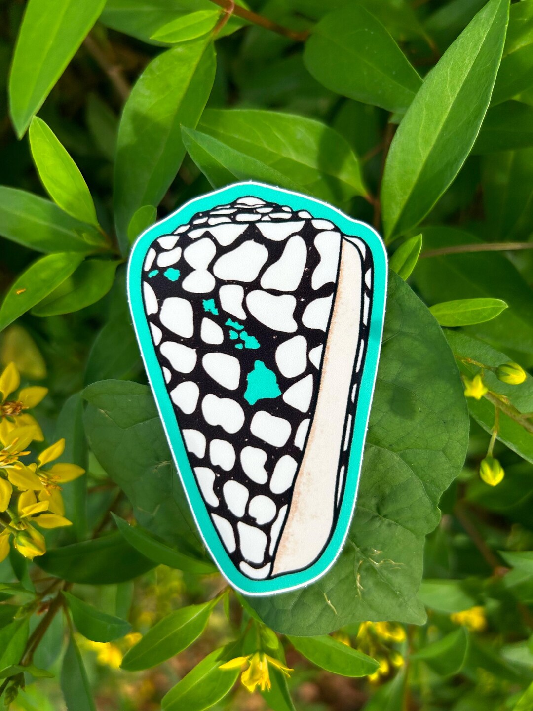 Hebrew Cone Shell Hawaiian Islands Hawaiian Shell Waterproof Glossy ...